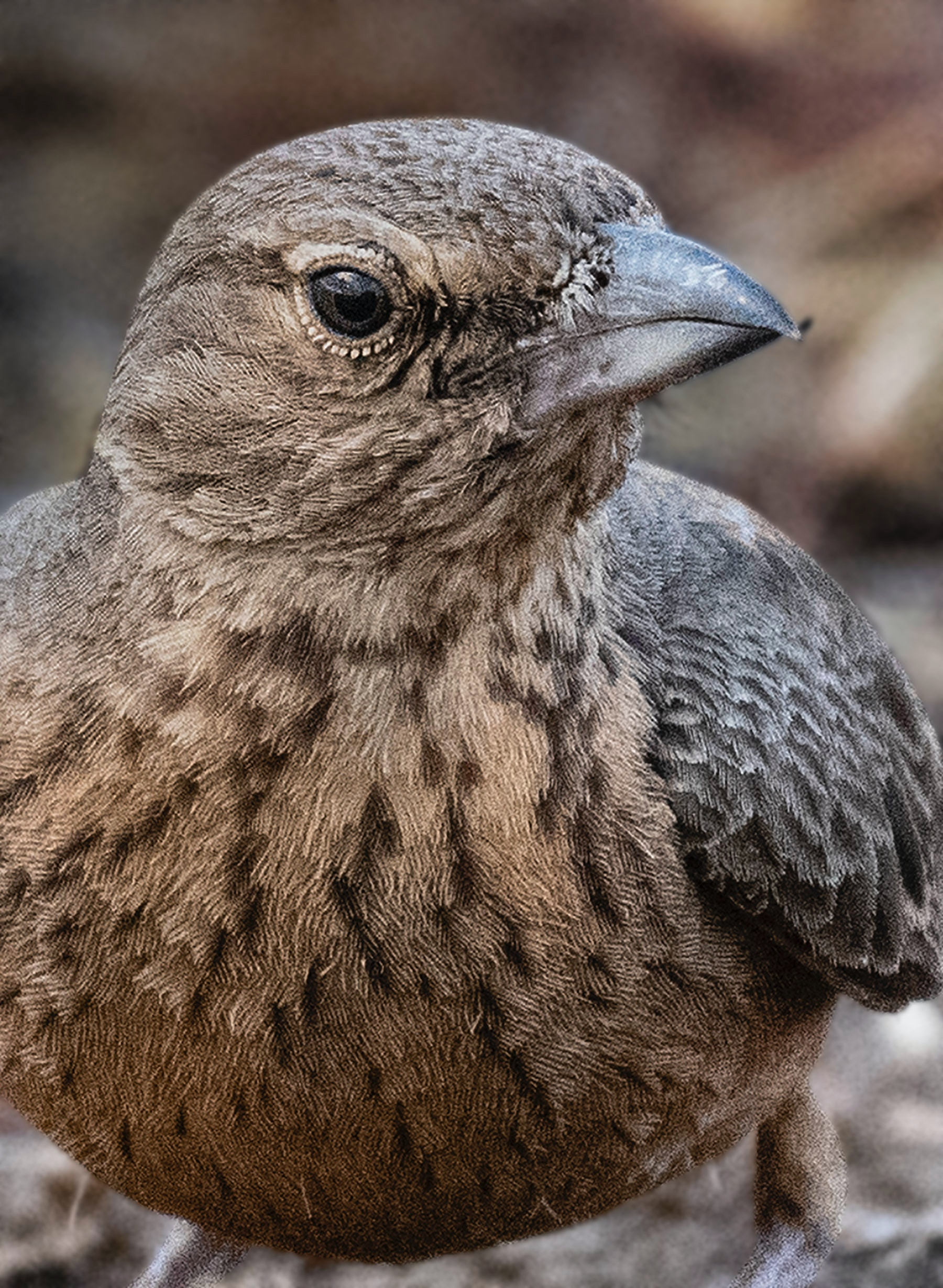Larks and Toads | myShakespeare